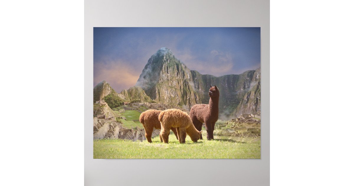 Alpaca Poster | Zazzle