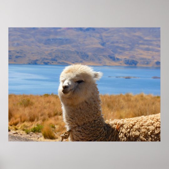 Alpaca poster | Zazzle.com