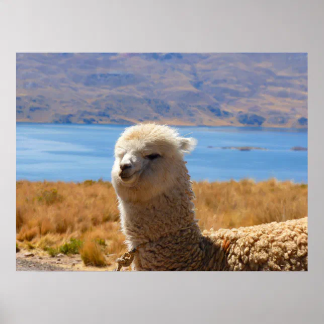 Alpaca poster | Zazzle