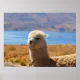 Alpaca poster | Zazzle