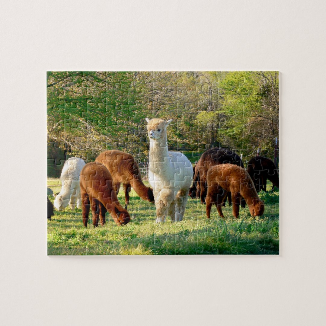 Alpaca Puzzle with Gift Box | Zazzle