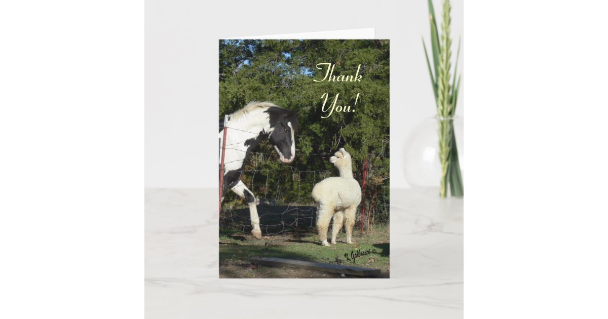 Alpaca Thank You Card | Zazzle