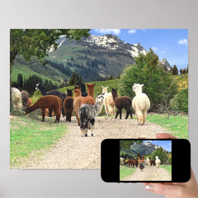 Alpacas Poster | Zazzle