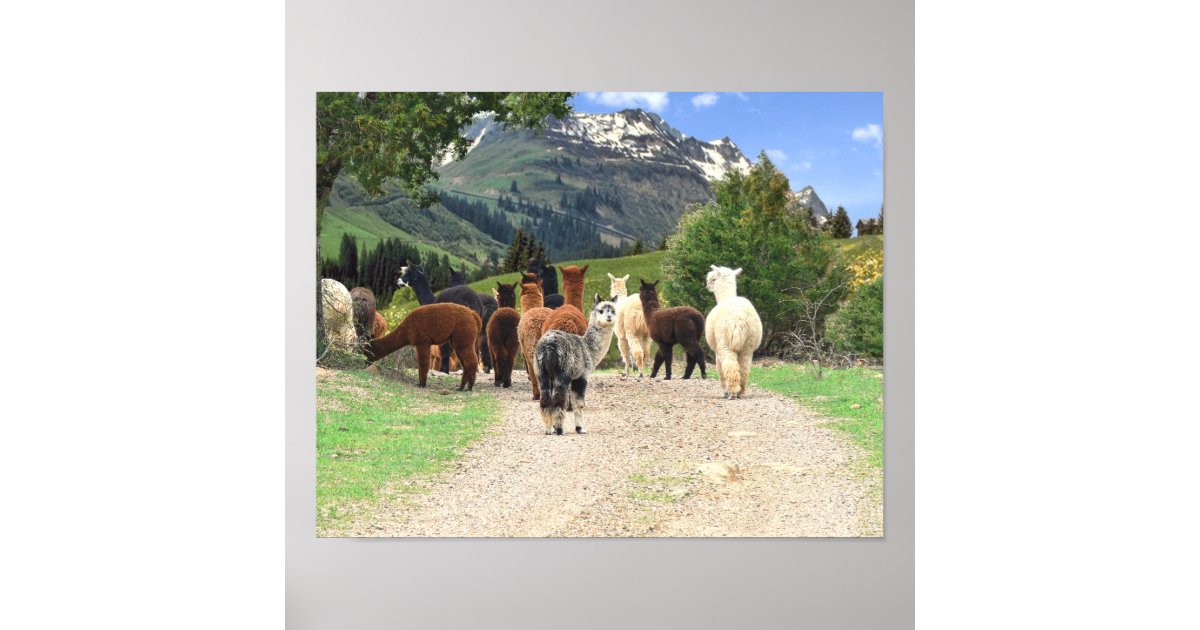 Alpacas Poster | Zazzle