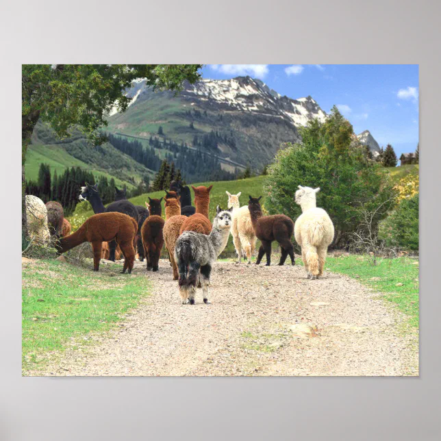 Alpacas Poster | Zazzle
