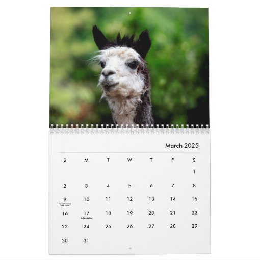 Alpacas Wall Calendar | Zazzle