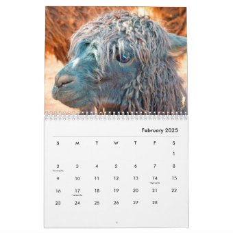 Alpacas Wall Calendar | Zazzle