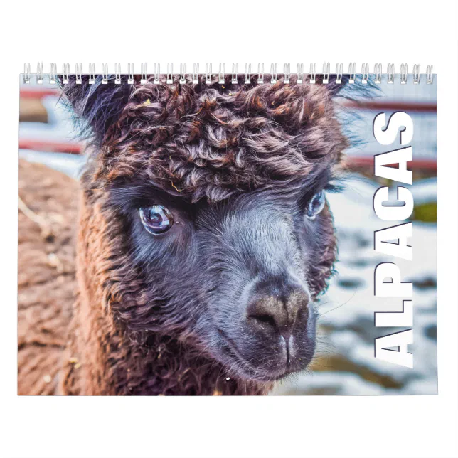 Alpacas Wall Calendar | Zazzle