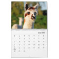 Alpacas Wall Calendar | Zazzle