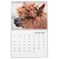 Alpacas Wall Calendar | Zazzle