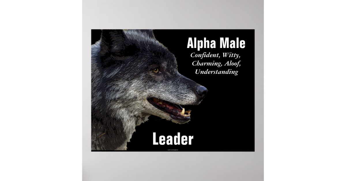 Alpha Male Gray Wolf Motivational Poster | Zazzle