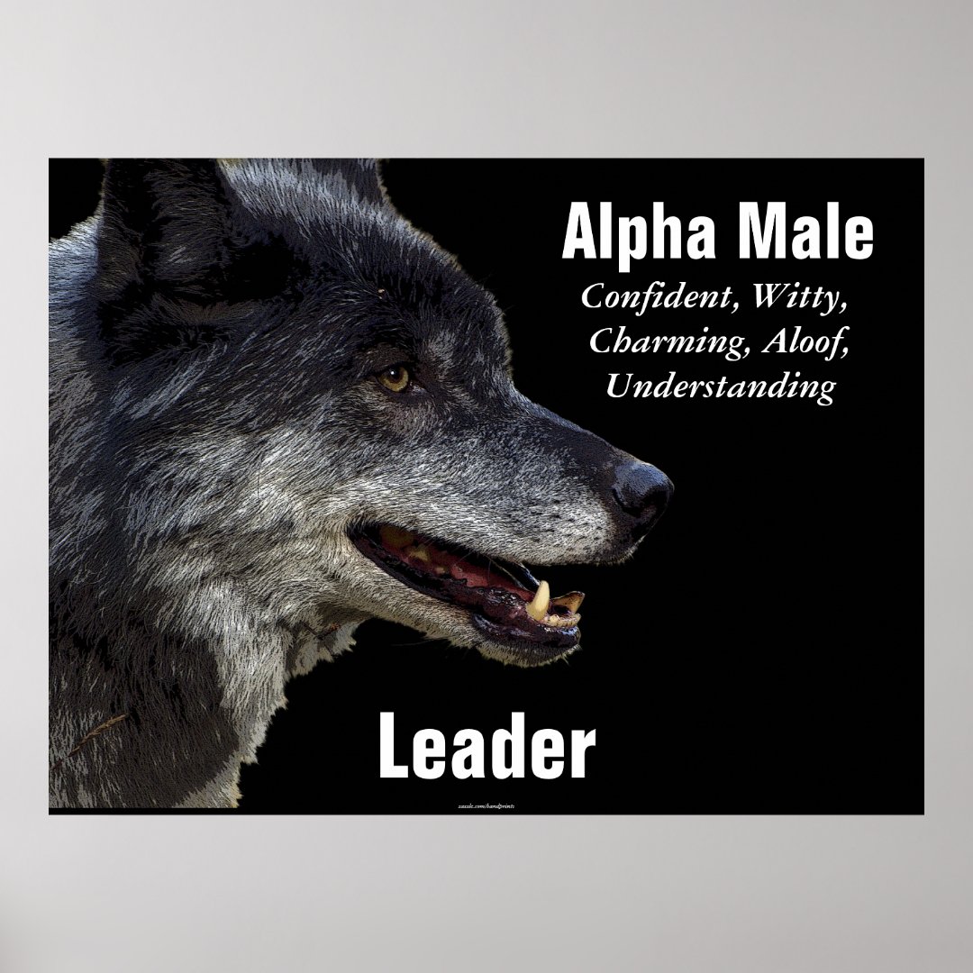Alpha Male Grey Wolf Motivational Poster | Zazzle