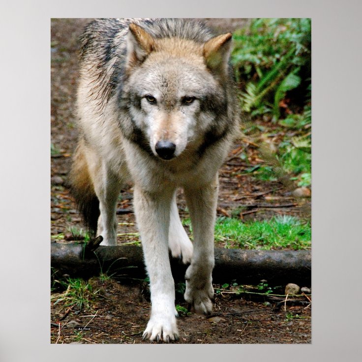 Alpha Wolf Poster | Zazzle