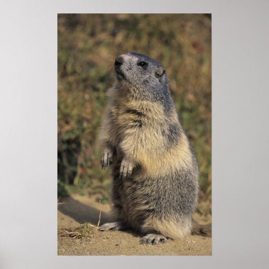 Alpine Marmot, Marmota marmota, adult standing Poster | Zazzle.com