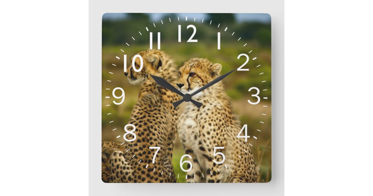 Amazing Cheetah Square Wall Clock | Zazzle