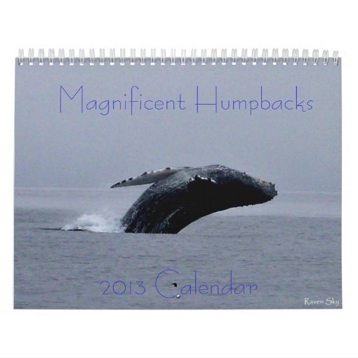 Amazing Humpback Whale Calendar | Zazzle