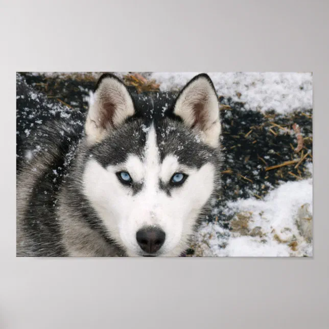 Amazing Husky Poster | Zazzle