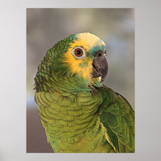 Amazon Blue Front Parrot Poster | Zazzle