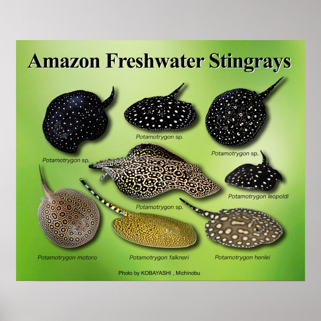 Amazon Freshwater Stingrays Poster | Zazzle