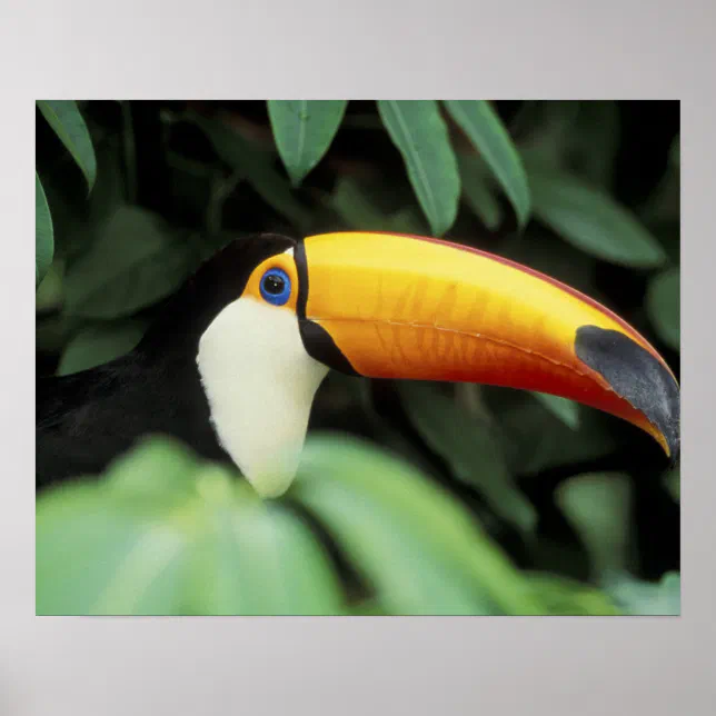 Amazon Rain Forest. Poster | Zazzle