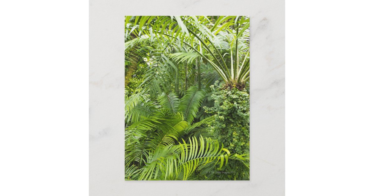 Amazon Rainforest, Amazonia, Brazil 2 Postcard | Zazzle