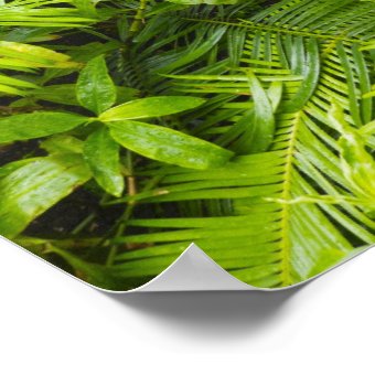 Amazon Rainforest, Amazonia, Brazil Poster | Zazzle