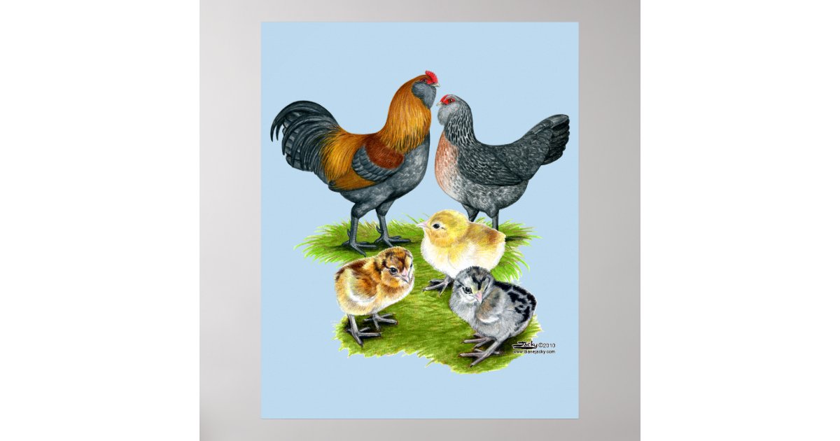 Ameraucana Chicken Family Poster | Zazzle