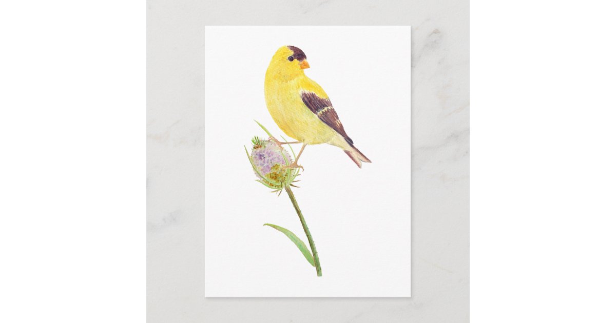 America Goldfinch and Thistle post Card | Zazzle