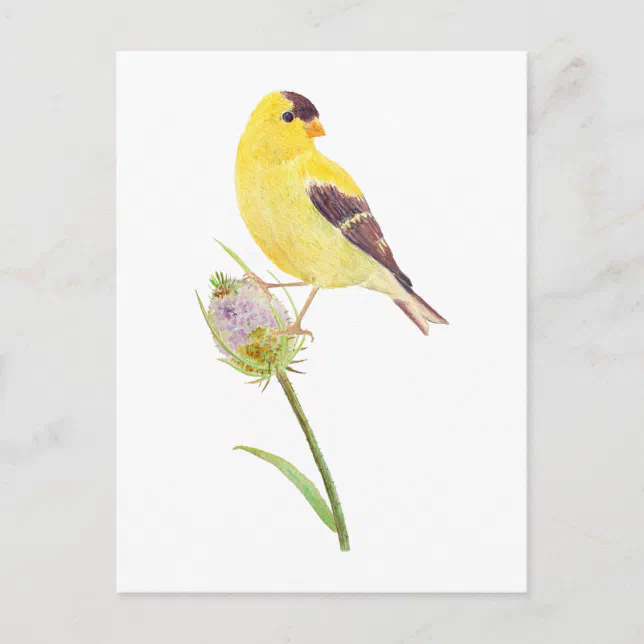 America Goldfinch and Thistle post Card | Zazzle