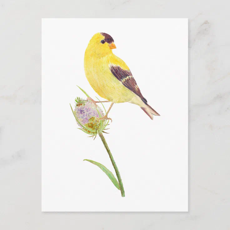 America Goldfinch and Thistle post Card | Zazzle