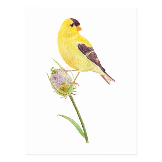 America Goldfinch and Thistle post Card | Zazzle.com