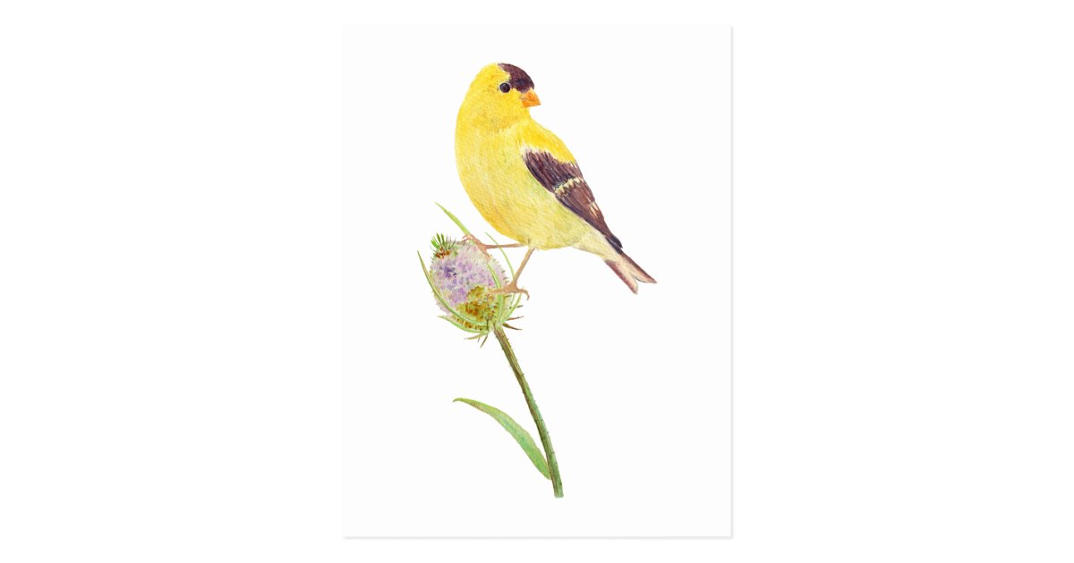 America Goldfinch and Thistle post Card | Zazzle.com