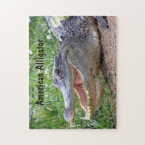 American Alligator Jigsaw Puzzle | Zazzle