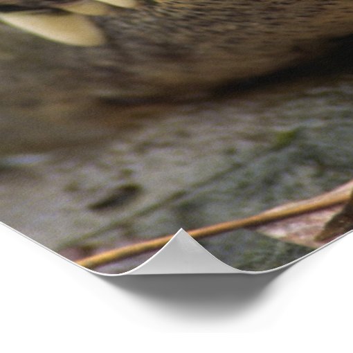 American Alligator Poster | Zazzle