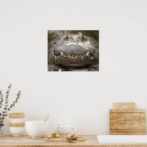 American Alligator Poster | Zazzle