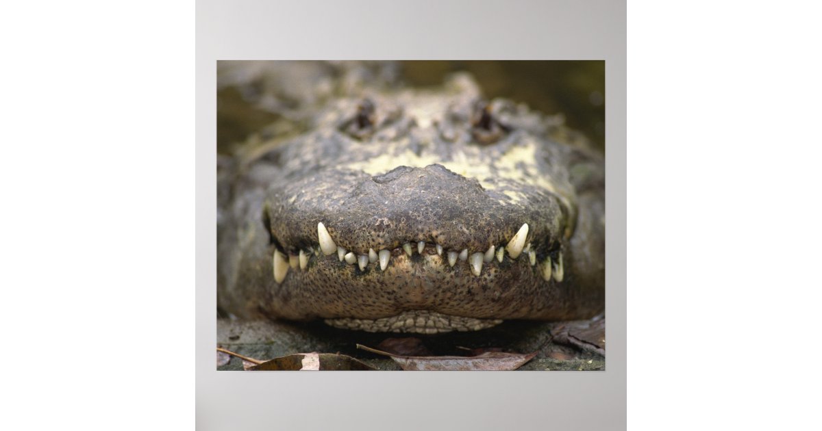 American Alligator Poster | Zazzle