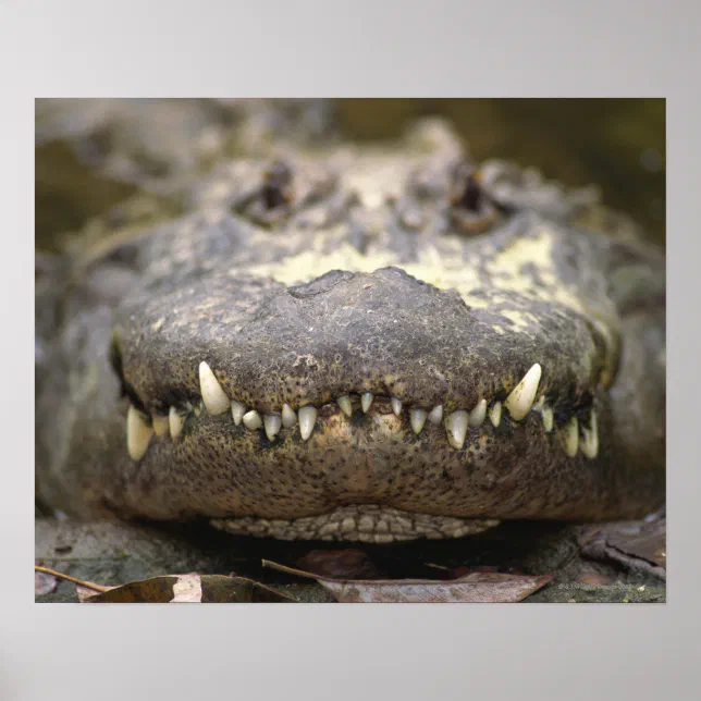 American Alligator Poster | Zazzle