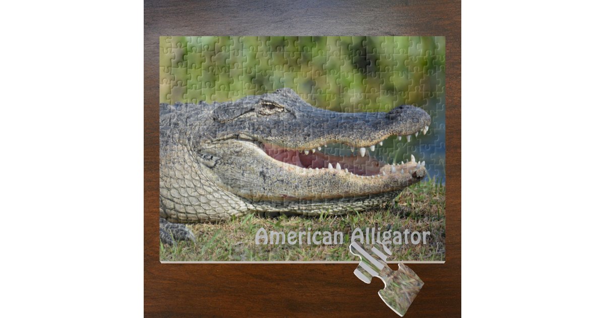 American Alligator Wildlife Photography Jigsaw Puzzle | Zazzle