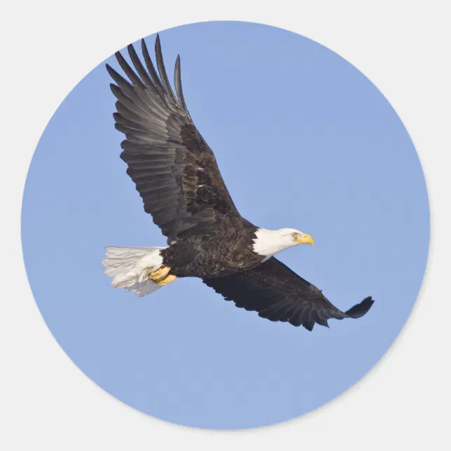 American Bald Eagle Classic Round Sticker | Zazzle