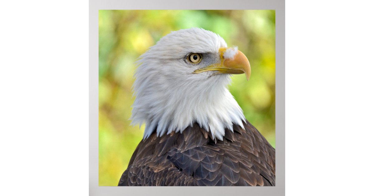 American bald eagle poster | Zazzle