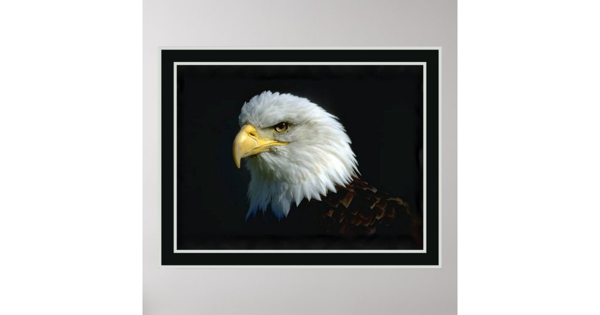 American Bald Eagle Poster | Zazzle