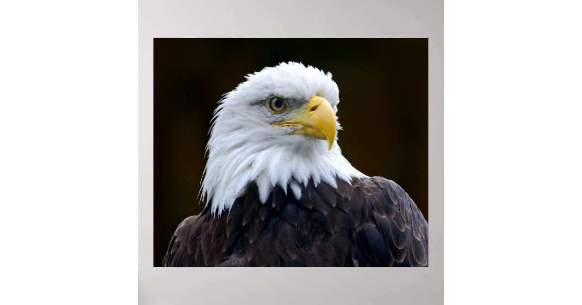 American Bald Eagle Poster | Zazzle