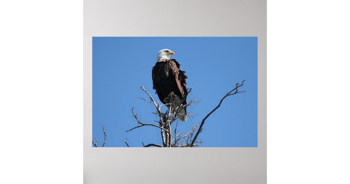 American Bald Eagle Poster | Zazzle