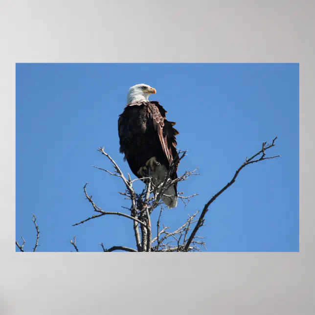 American Bald Eagle Poster | Zazzle