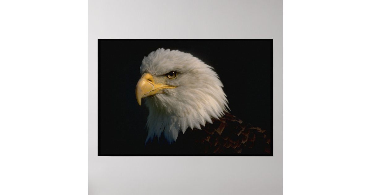 American Bald Eagle Poster | Zazzle
