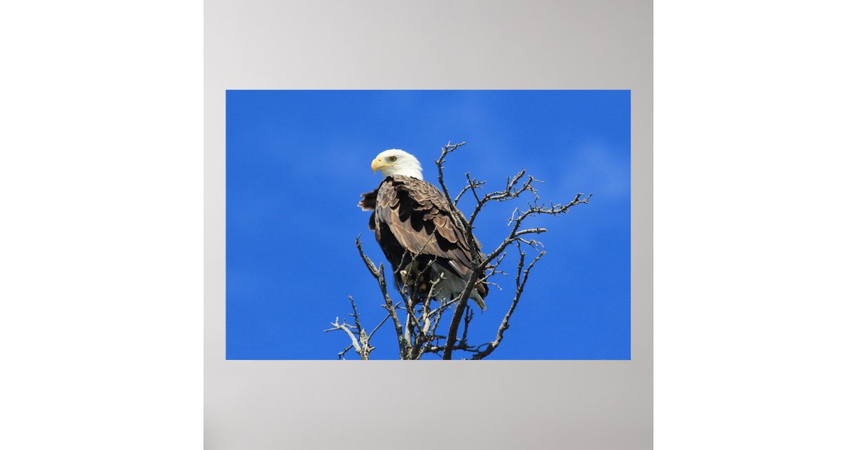 American Bald Eagle Poster | Zazzle