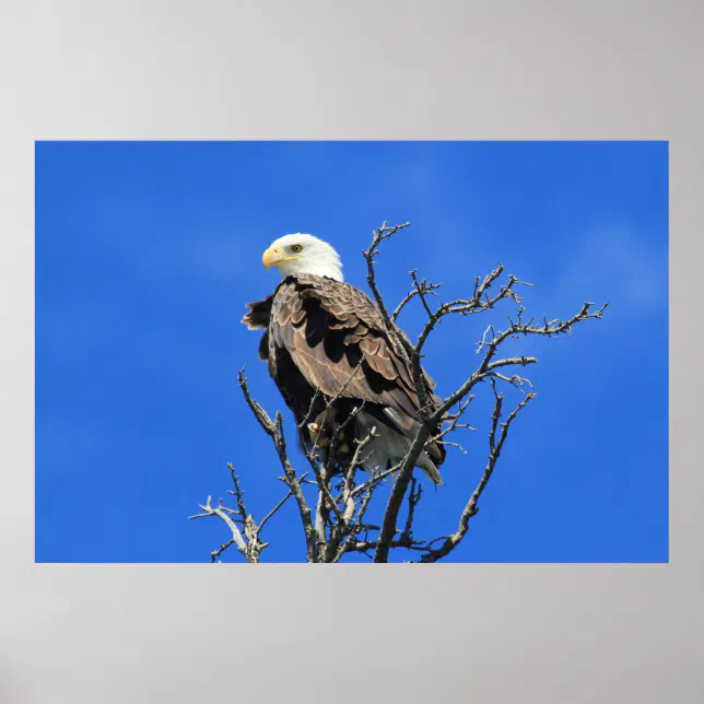 American Bald Eagle Poster | Zazzle