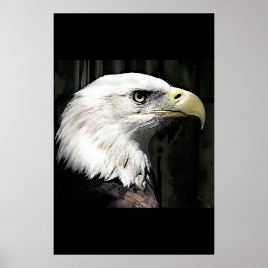 American Bald Eagle Poster Print Eagles Posters | Zazzle.com