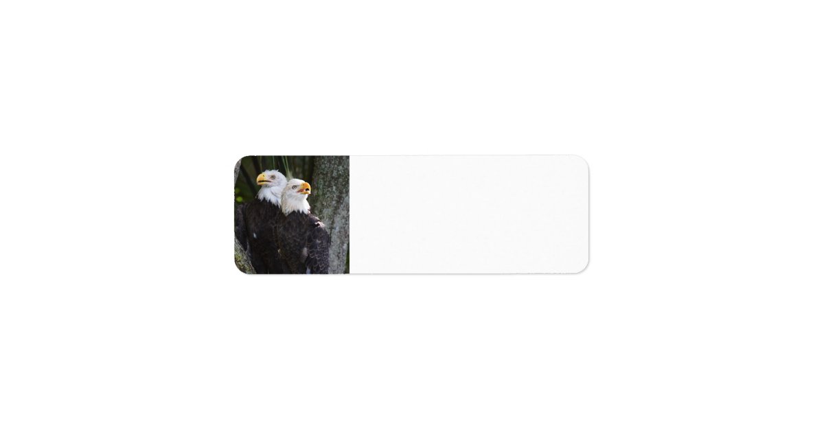 American Bald Eagle Return Address Labels | Zazzle