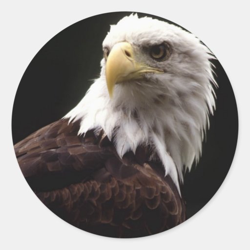 American Bald Eagle Sticker | Zazzle